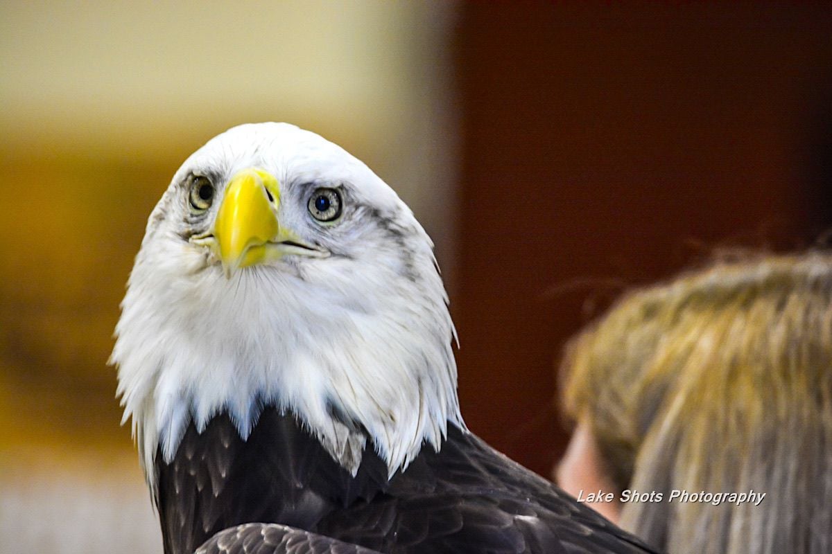 Eagle Days Soars Back To Lake Of The Ozarks In January, Here's What To ...