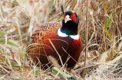 all brown pheasant