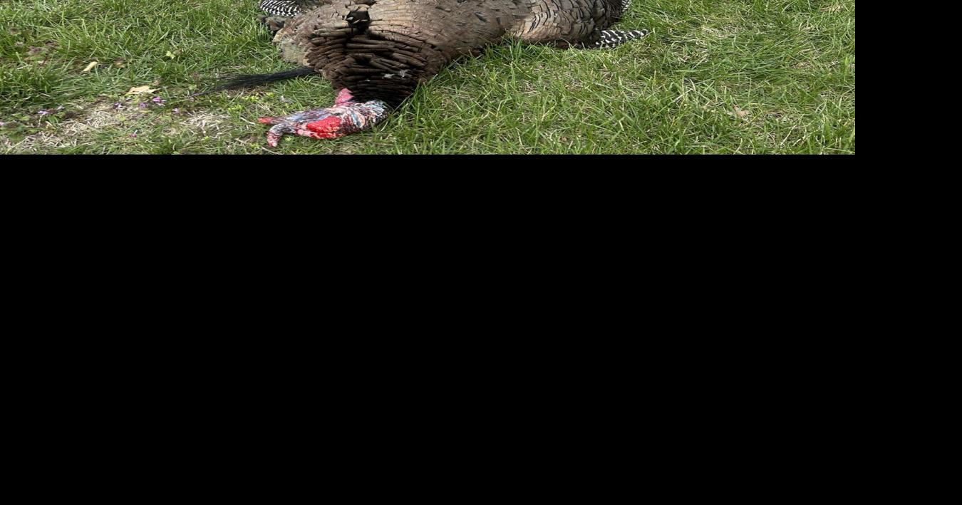 Youth Spring Turkey Harvest Hits Near-Record High In Missouri | Lake of ...