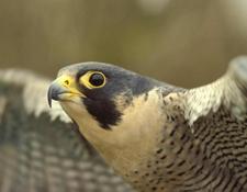Falcom Cam In Hi-Def! Watch Missouri Peregrine Falcons Nesting For The ...