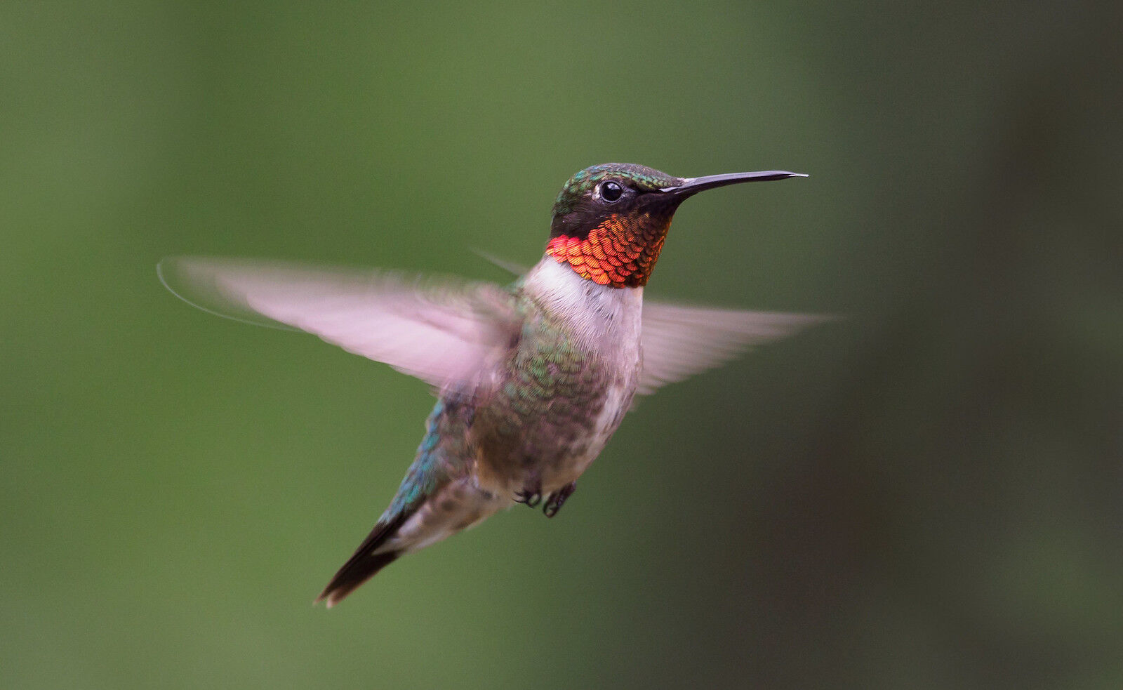 Hummingbirds Headed Home! Here’s How To Track Their Migration & Set Up ...