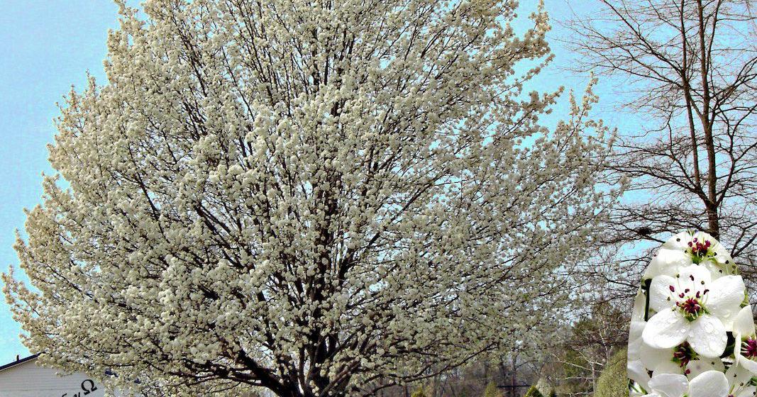 Considering New Spring Trees? Beware The Bradford Pear | Lake of the ...