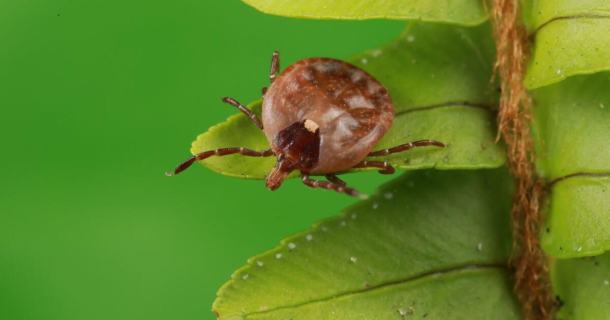 Tick Trouble! Tips To Control — And Avoid — These Blood-Suckers At Lake ...