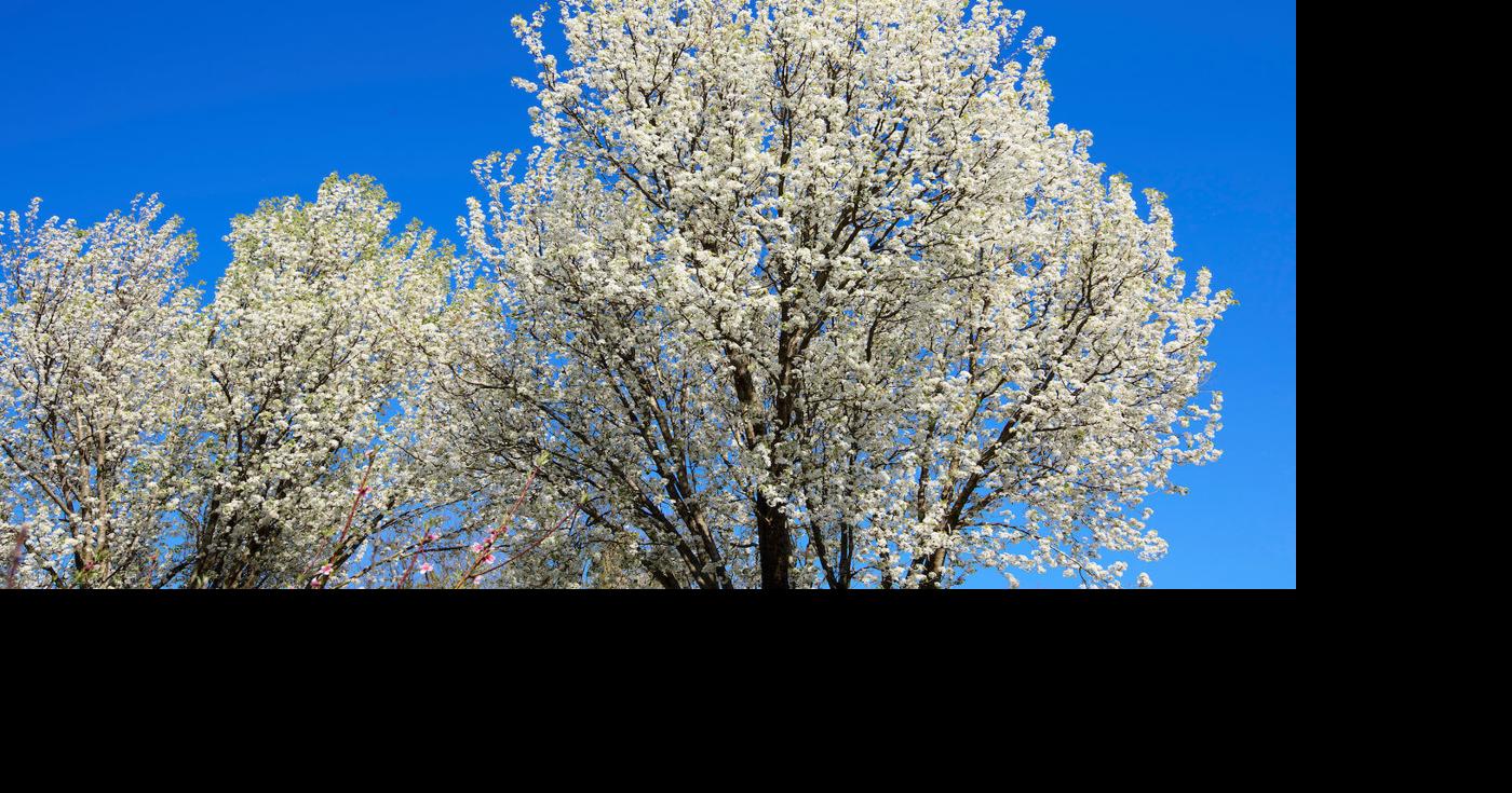 Cut Down Your Bradford Pear, And Missouri Conservation Will Send You A ...