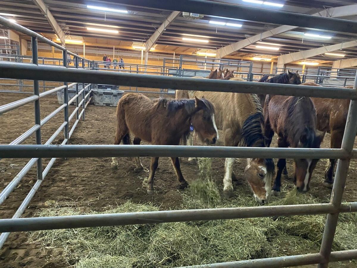 145 Wild Horses & Burros Just Found New Homes in Missouri — Here’s Why ...