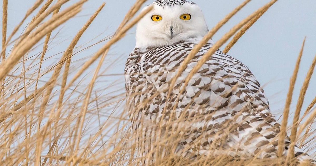 Owl Prowls! Family-Friendly Event At The Runge Nature Center Shines The ...