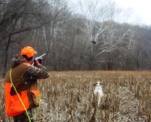 Quail Hunting In Central Missouri? 'Quail Forever' Chapter Returns With ...