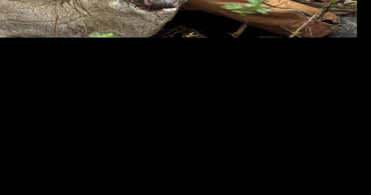 Missouri Hunters Bagging Fewer Deer: 2025 Was The Second-Worst Firearms ...