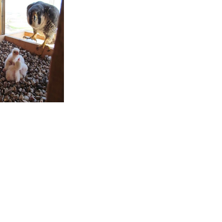 Falcom Cam In Hi-Def! Watch Missouri Peregrine Falcons Nesting For The ...