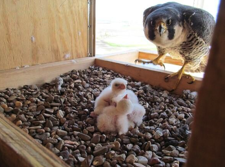Falcom Cam In Hi-Def! Watch Missouri Peregrine Falcons Nesting For The ...