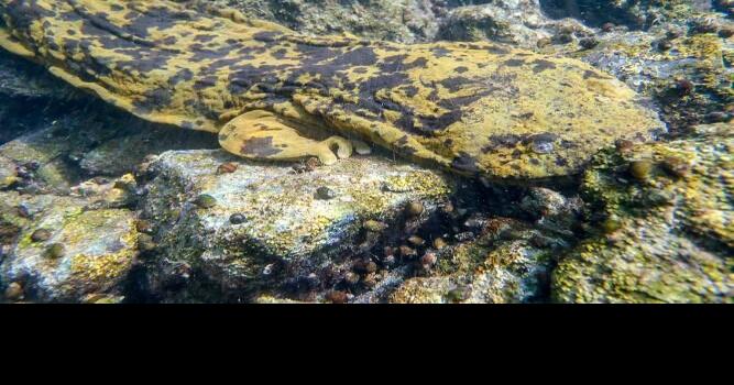 Baby's First Hellbender! Zoo-Reared Ozark Hellbender Successfully ...