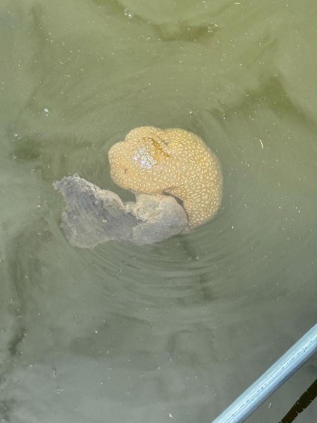The Blob Returns! Boaters Are Buzzing About Strange Creatures Floating ...