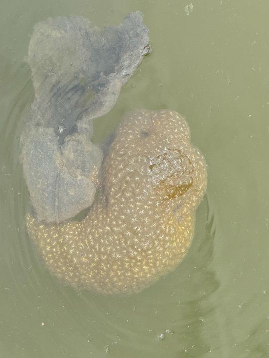 The Blob Returns! Boaters Are Buzzing About Strange Creatures Floating ...