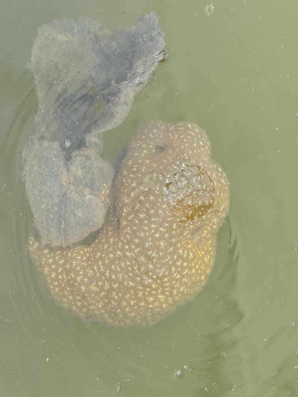 The Blob Returns! Boaters Are Buzzing About Strange Creatures Floating ...