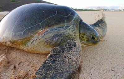 An Opportunity to Support North Carolina’s Endangered and Nongame Wildlife | News ...