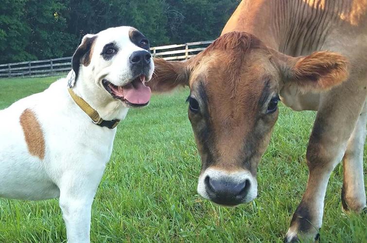 Meet some of Little Buckets' biggest stars | Gallery ...