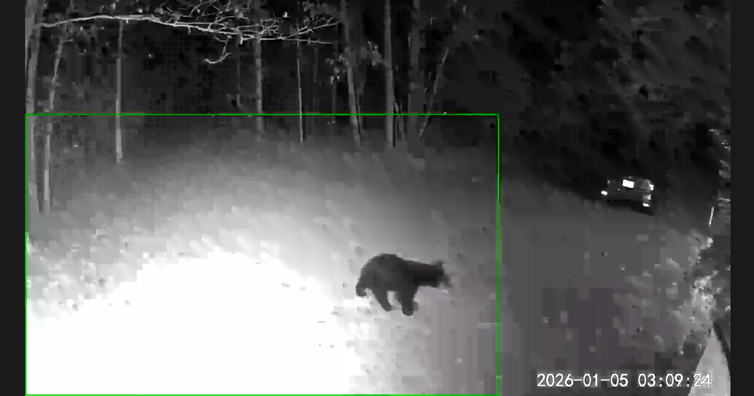 Bear spotted in Lake Gaston's Wildwood Point subdivision | News ...