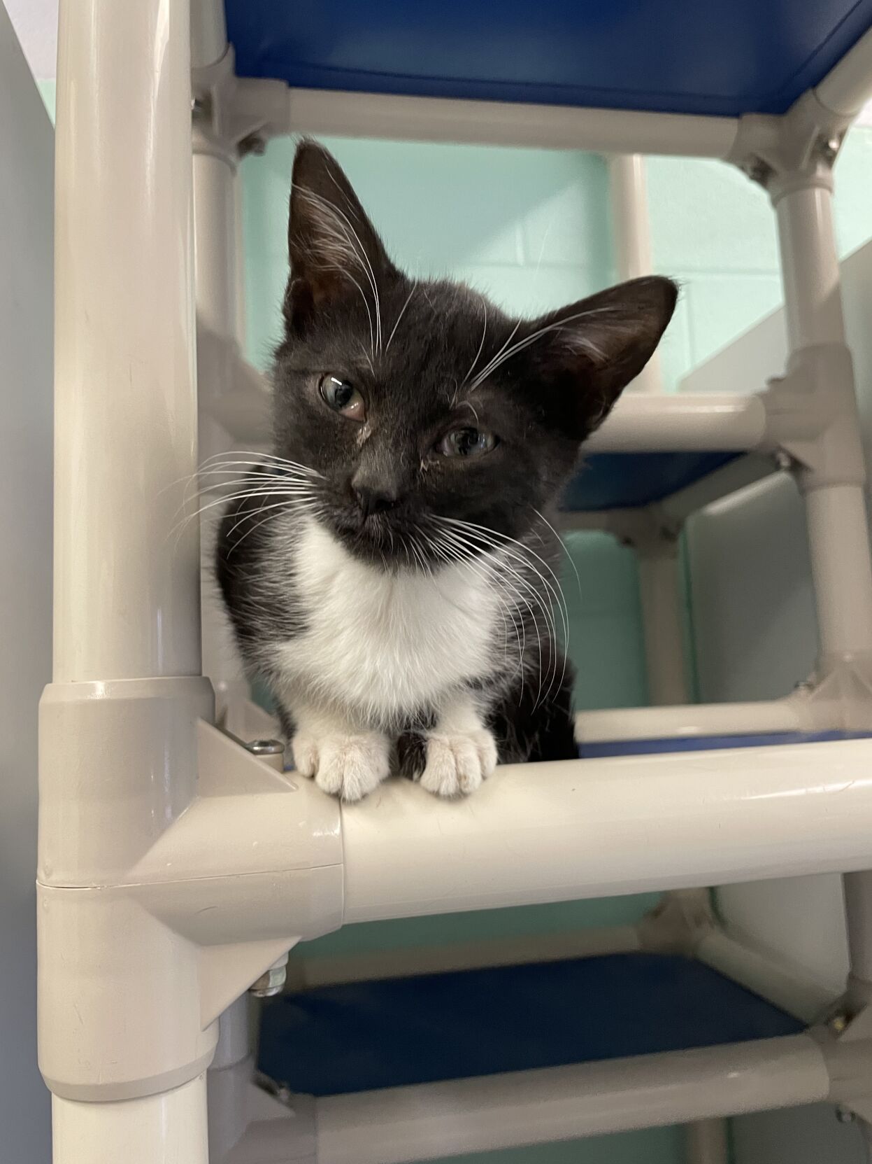 Warren County Animal Ark Services, Adoptions | News | lakegastongazette ...