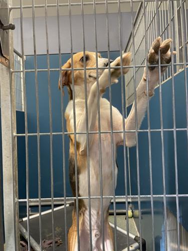 Warren County Animal Ark Services, Adoptions | News | lakegastongazette ...