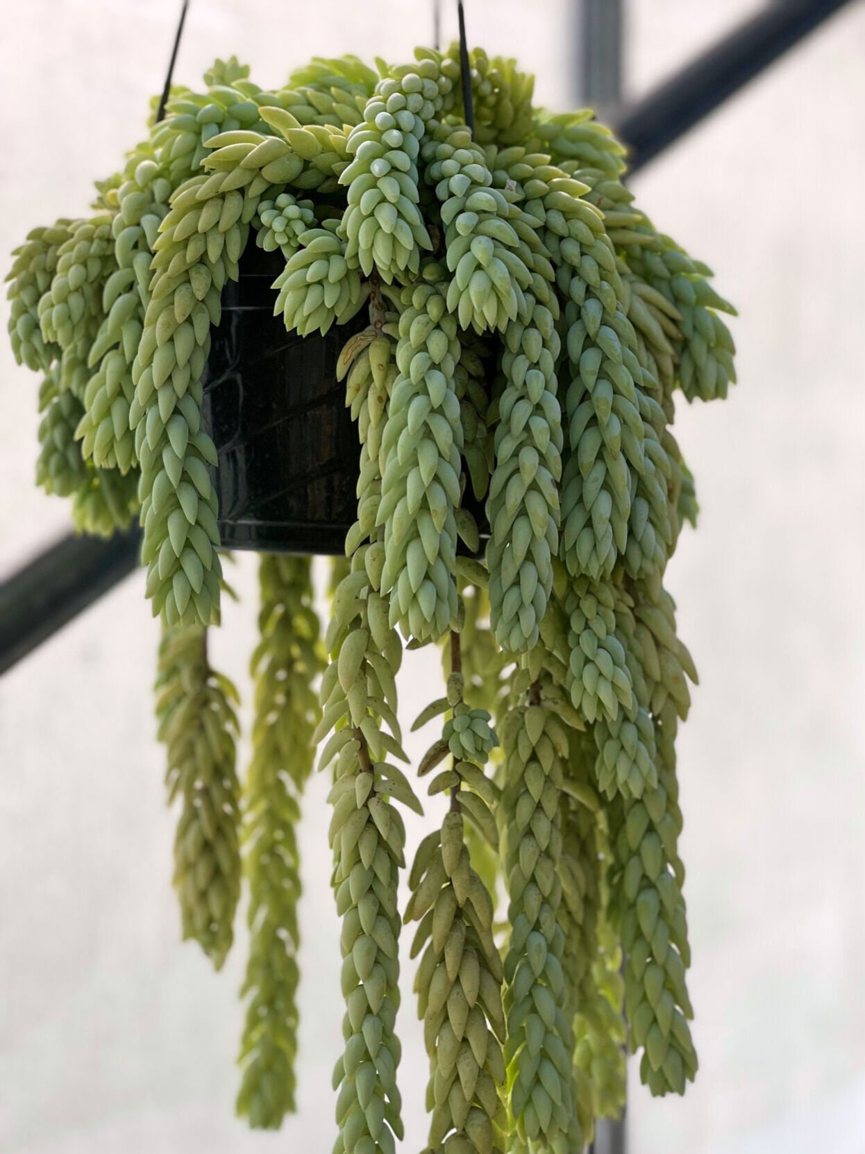 5 succulents that look good indoors year-round
