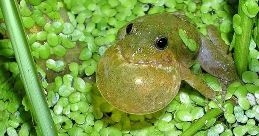 Help protect amphibians during May 5-11 Amphibian Week