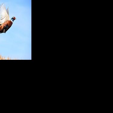 Wisconsin's 2023 pheasant season to open Oct. 14
