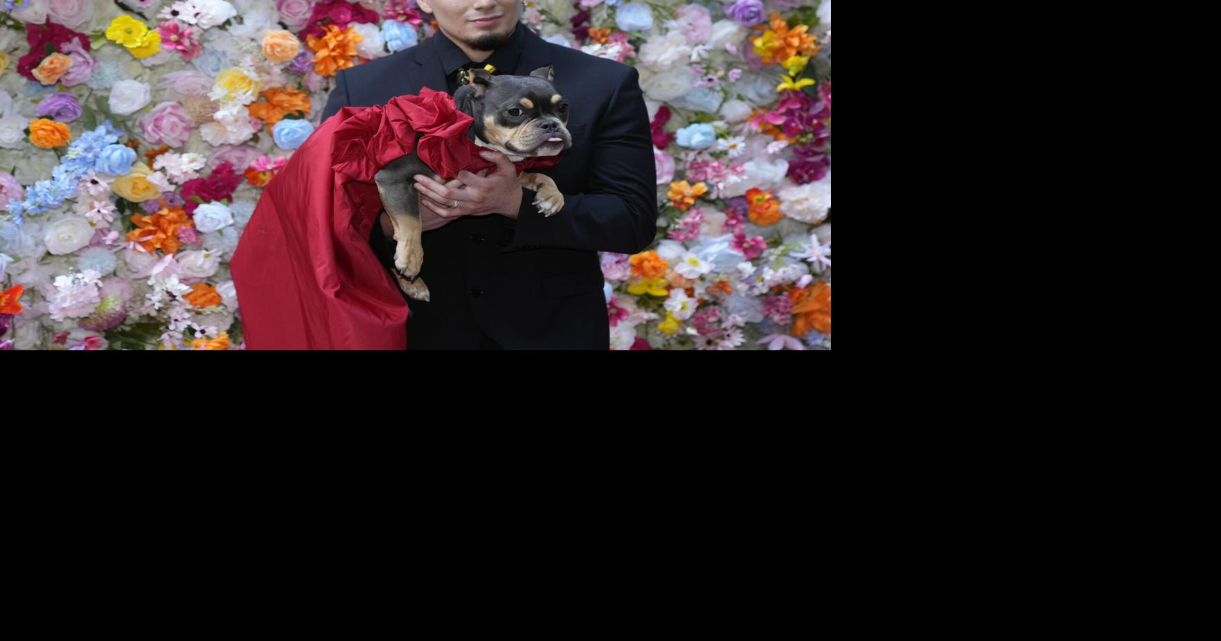 Pet Gala at New York's American Kennel Club Museum of the Dog