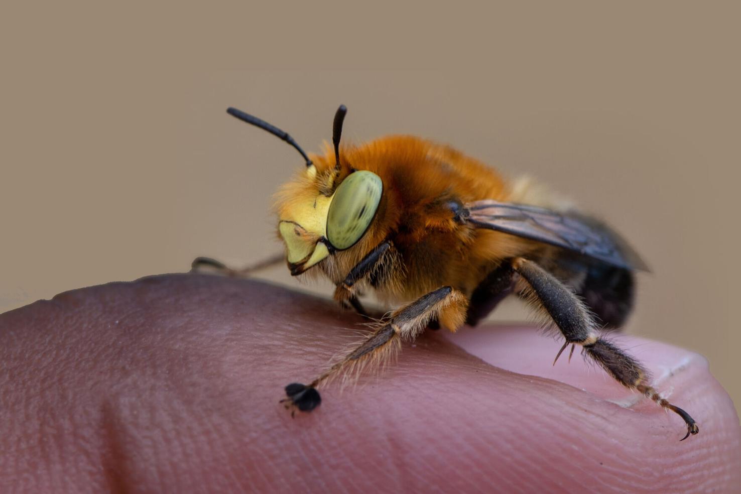 Photos: Conservationist documents native bees