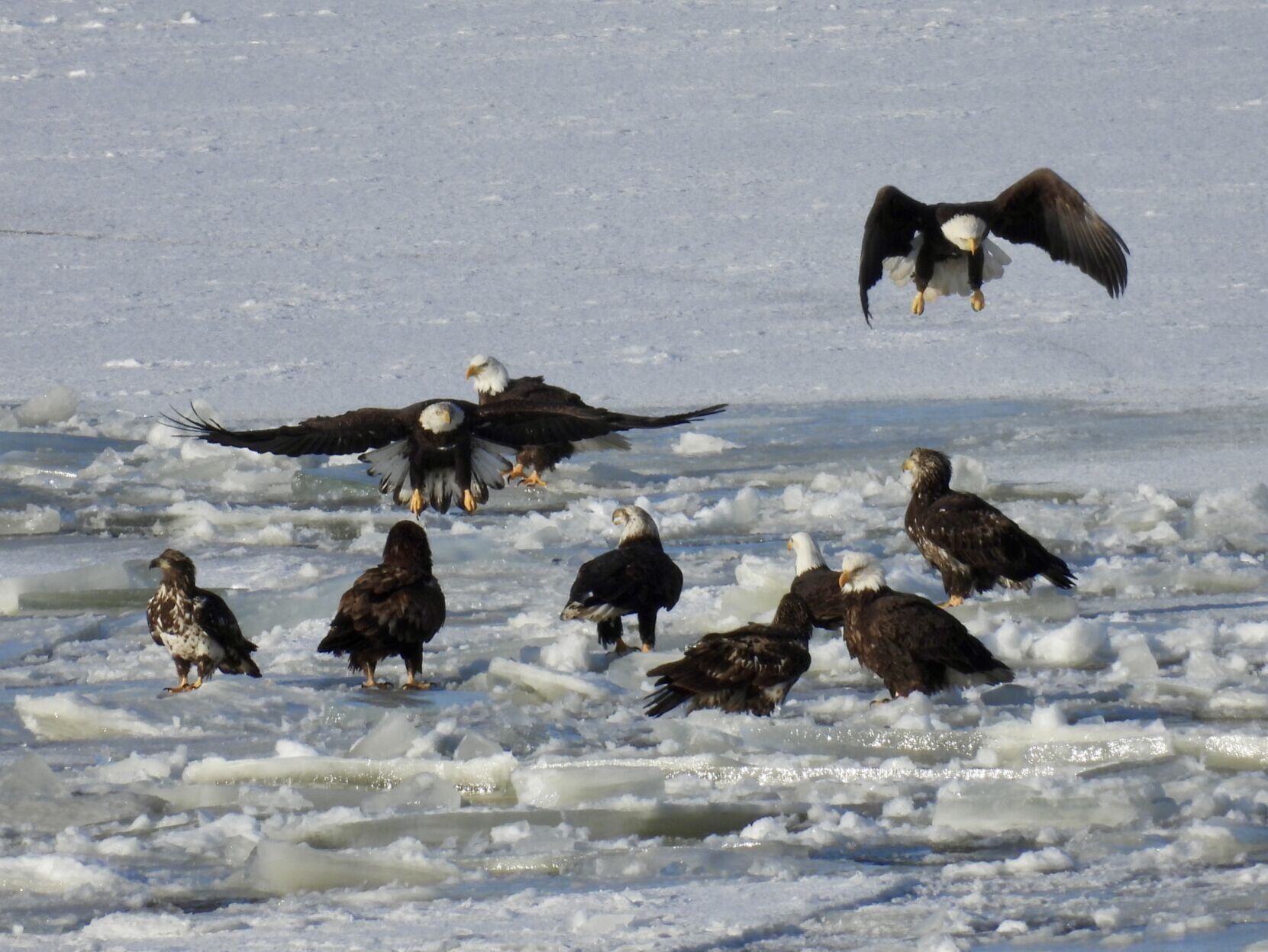 Photos: Bald eagles flock to open water of Mississippi River Valley ...