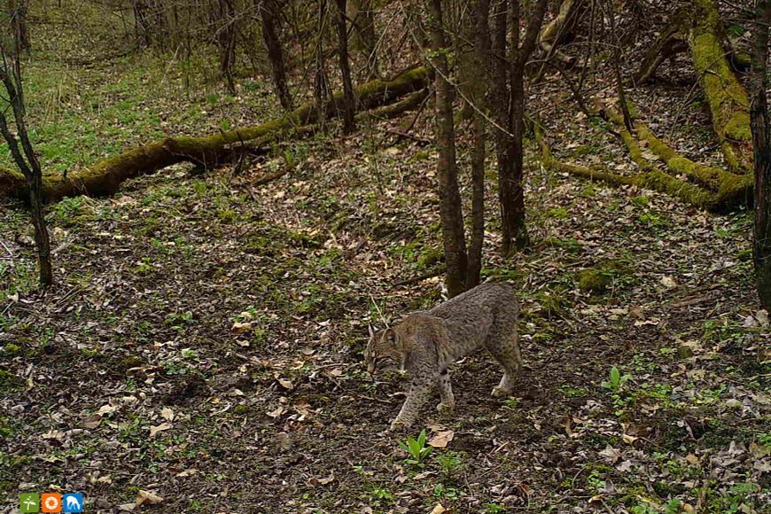 2024 trapping seasons opening around Wisconsin