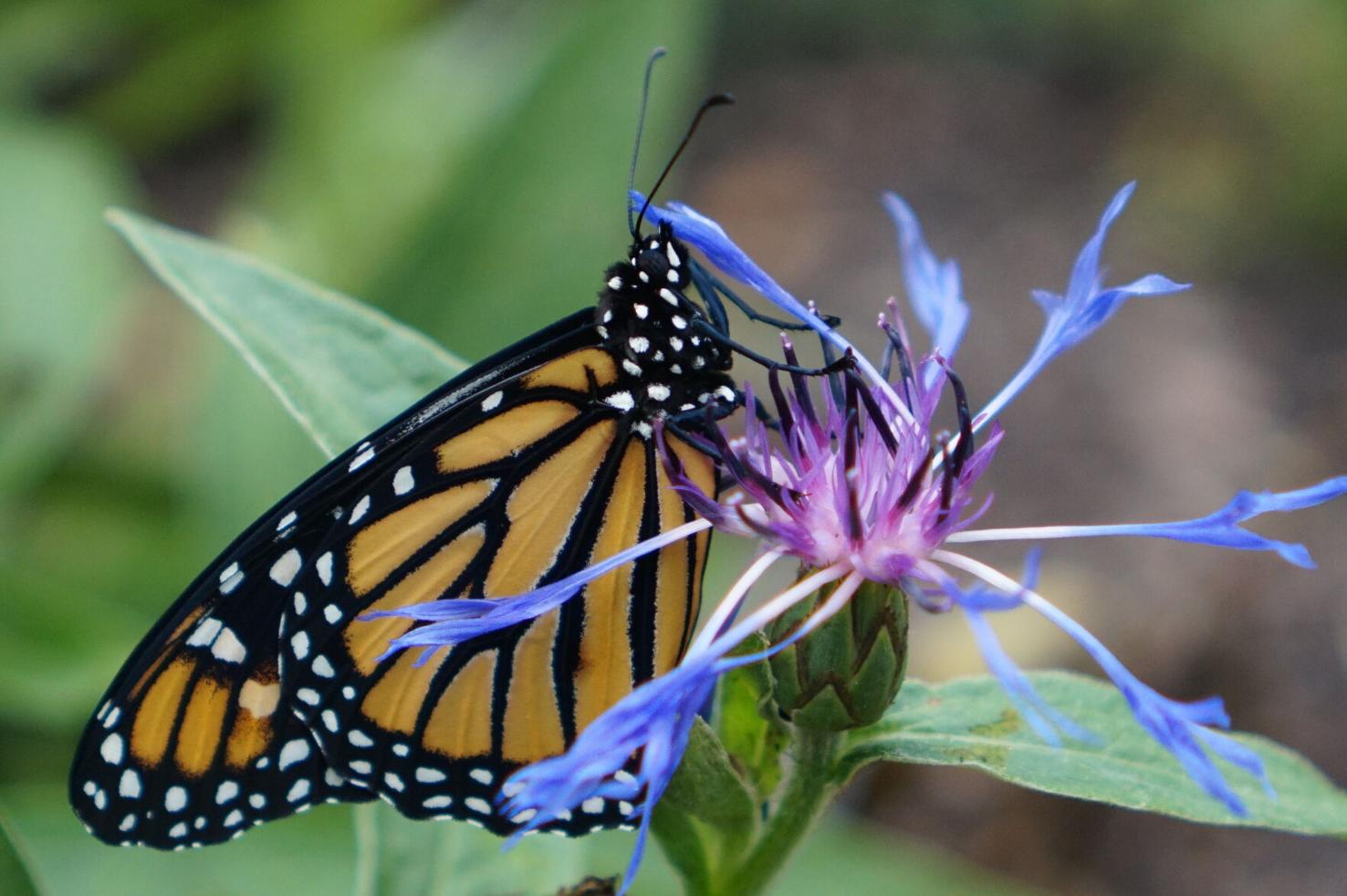 Geneva Lake Conservancy announces Small Nature Photo Contest winners