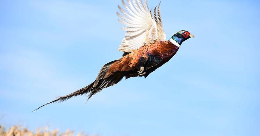 Wisconsin's 2024 pheasant season now open