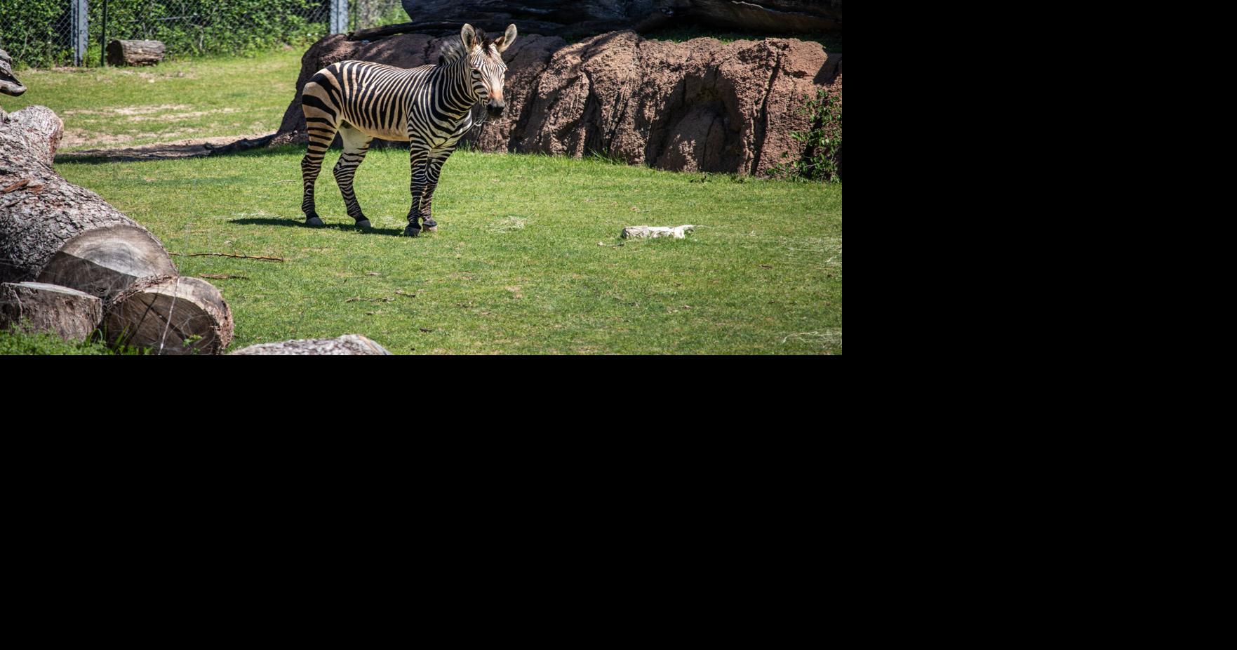 Racine zebra now among herd in Dallas Zoo