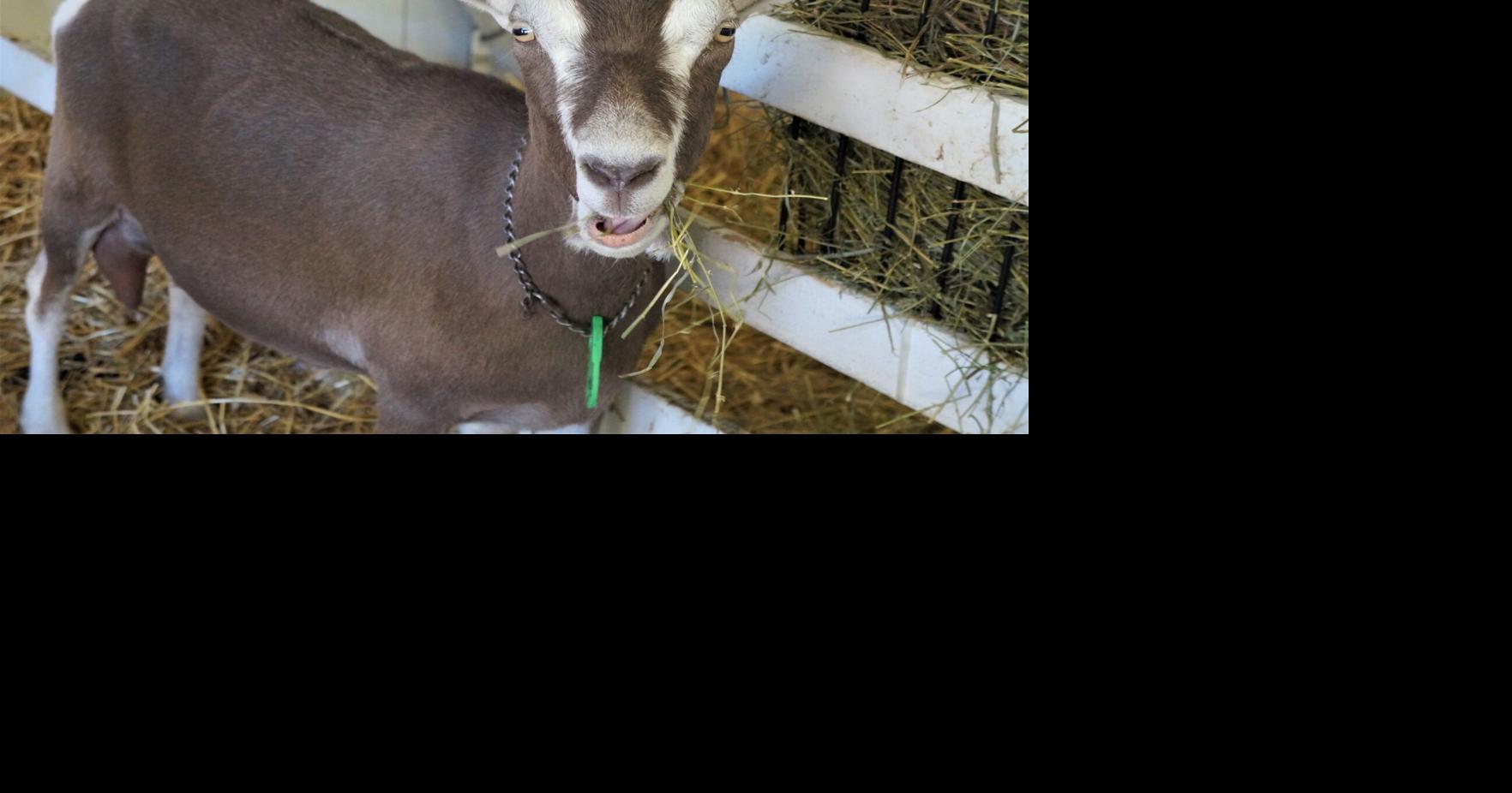 Business owner looking forward to bringing goat-grazing service to Lake ...