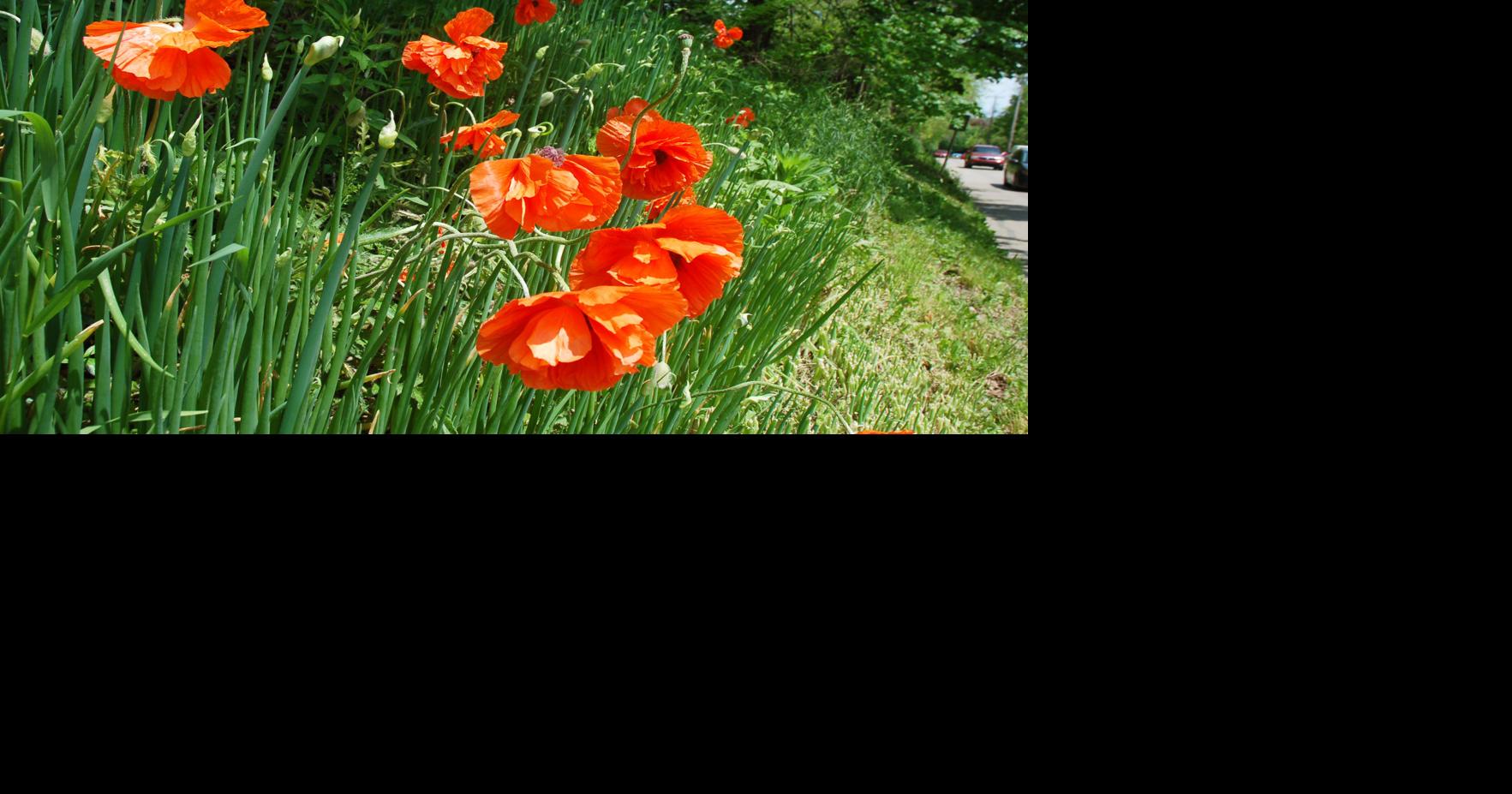 Orange poppies sprout up growing wild along state highway
