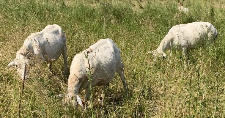 Lake Geneva receives more than $8,000 from goat campaign