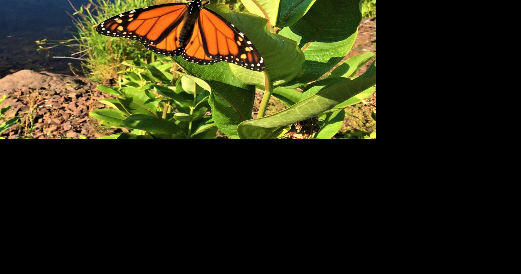 Pollinator week observed June 20-26: Celebrate Wisconsin’s native ...