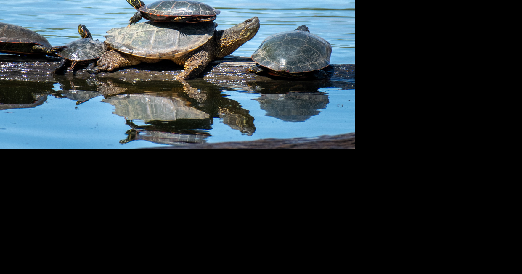 Help protect turtles during nesting season