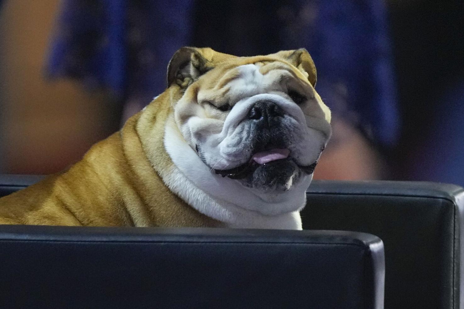 Babydog steals the spotlight at the RNC