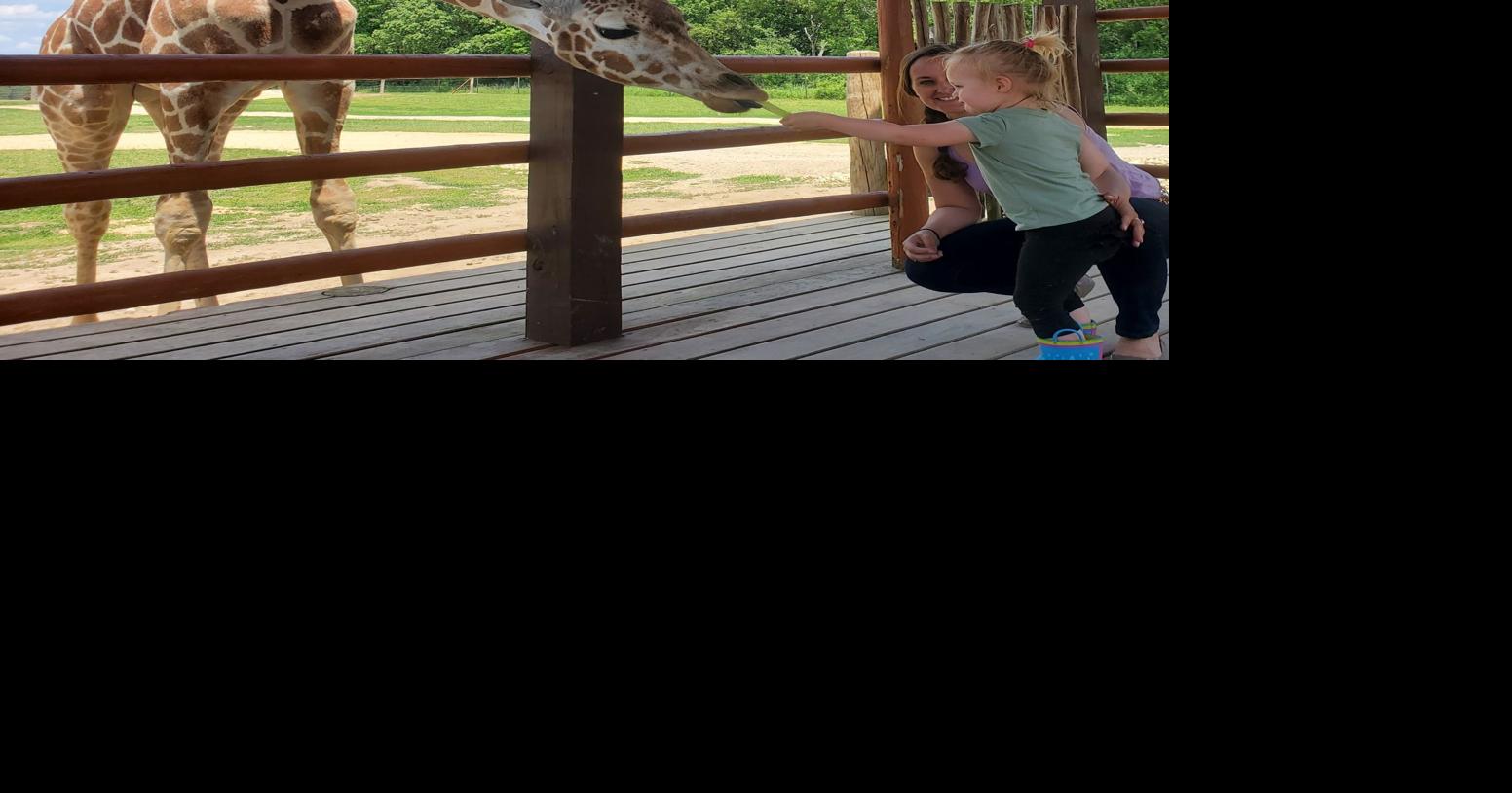 Bloomfield's Safari Lake Geneva adds giraffes to its wildlife preserve