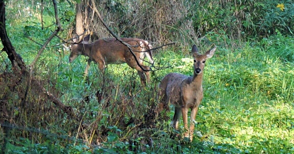 Deadline set for disabled gun deer hunt