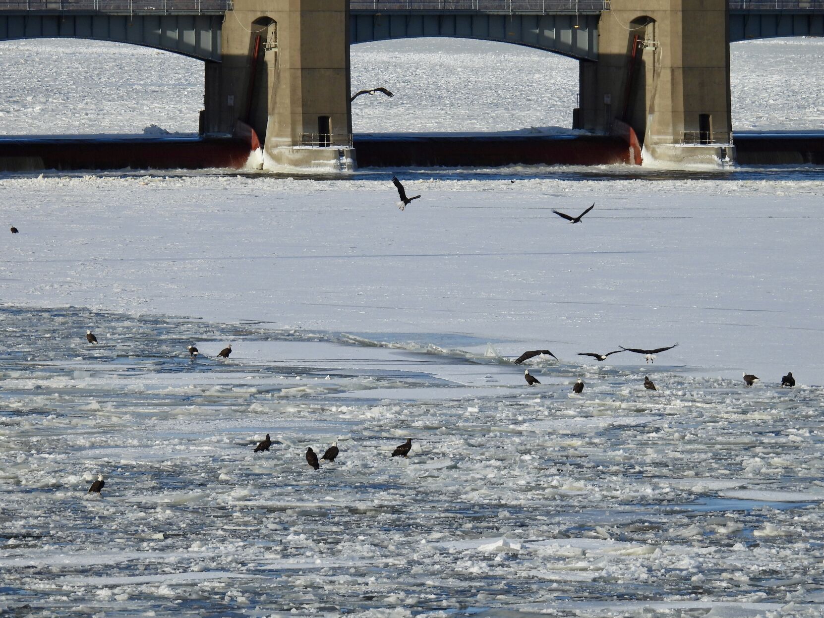 Photos: Bald eagles flock to open water of Mississippi River Valley ...