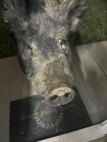 Pig wanders past Kenosha County couple's home