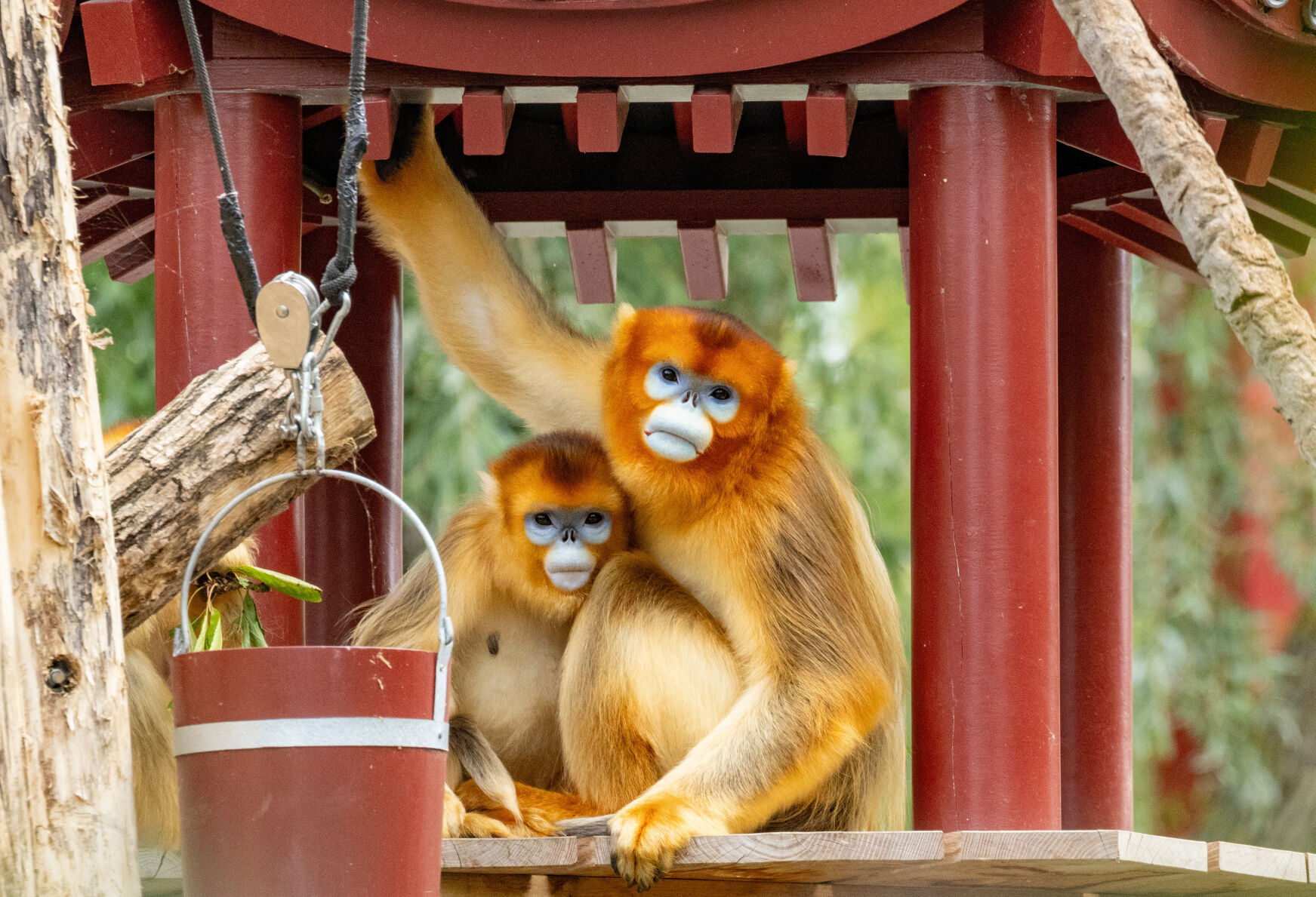 China's rare golden monkeys debut at European zoos