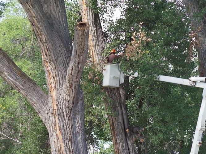 Riverside Park trees sustain lightning damage | News | laureloutlook.com
