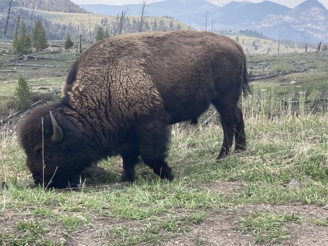 Lottery chances available for trophy bison hunt on the Blackfeet ...
