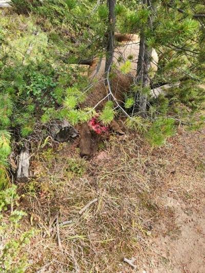 Reward offered for bull elk killed illegally near Helena | News ...