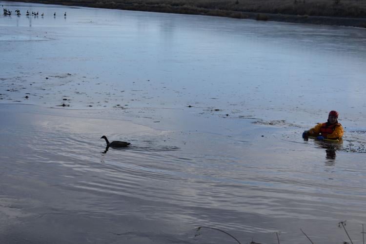 Laurel firefighter rescues Canada goose from South Pond | News ...