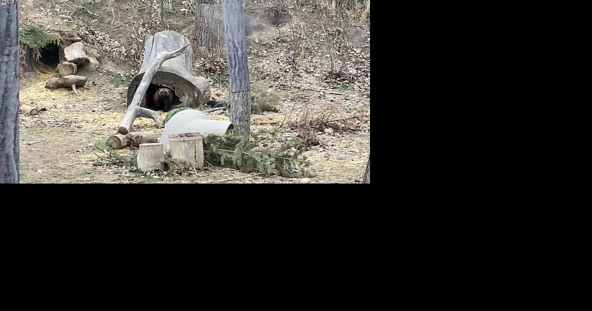 Meet the wolverine kits at ZooMontana | News | laureloutlook.com