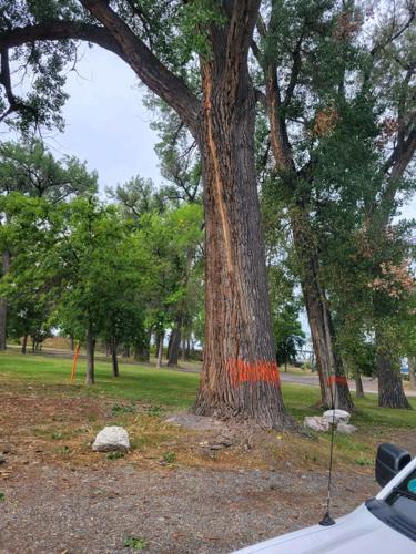 Riverside Park trees sustain lightning damage | News | laureloutlook.com